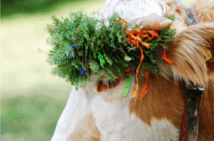 Austrian customs & traditions » what you need to know